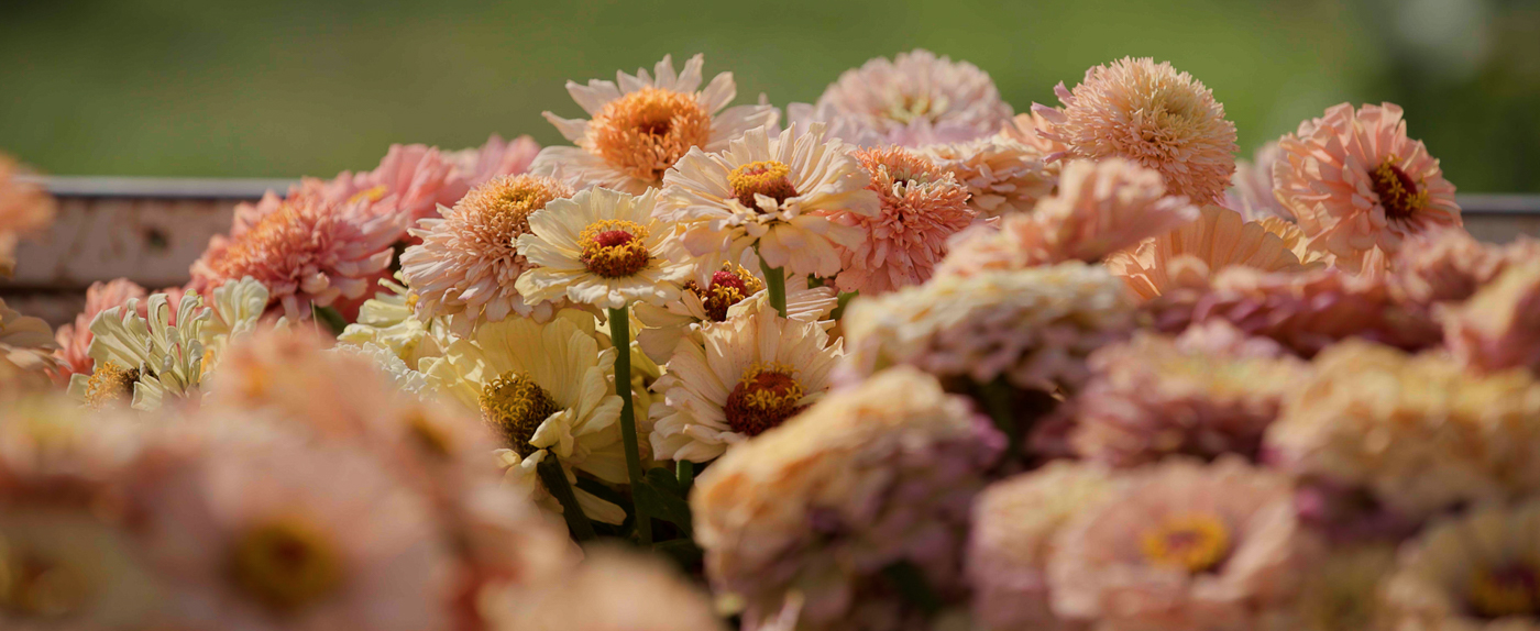 The Floret Farm Journal: July 2025 - Floret Flowers