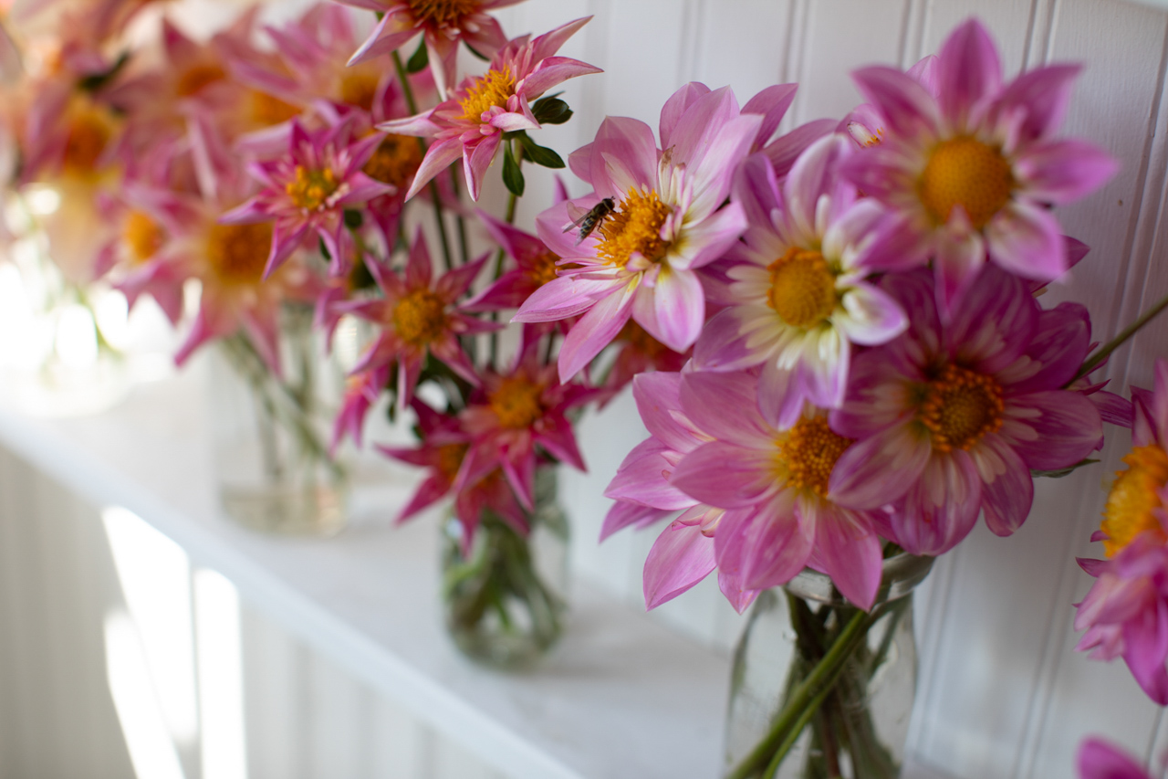 An Ode to Collarettes - Floret Flowers