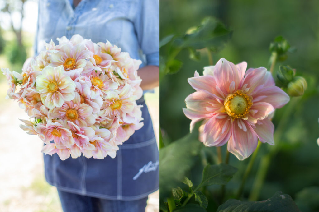 An Ode to Collarettes - Floret Flowers
