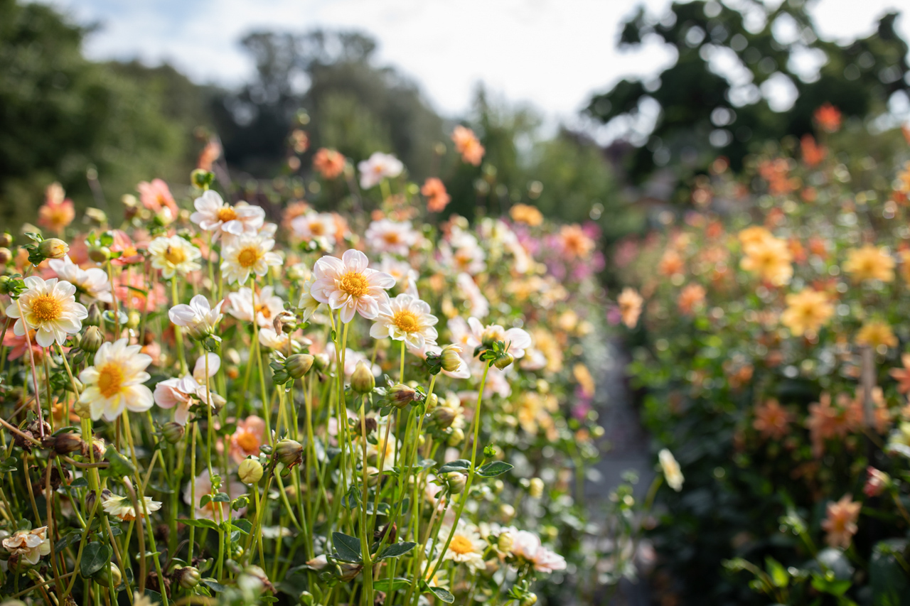 An Ode to Collarettes - Floret Flowers