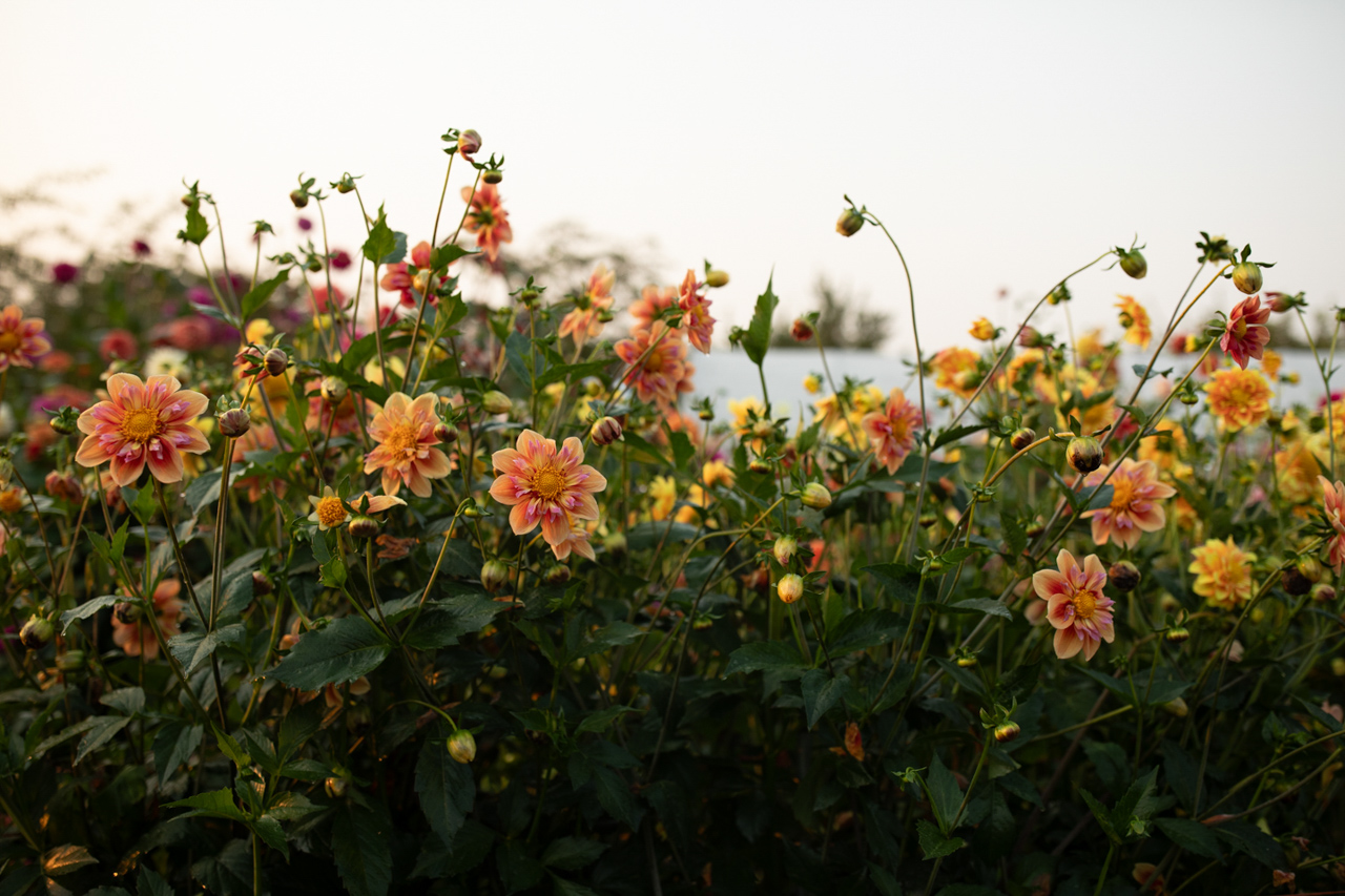 An Ode to Collarettes - Floret Flowers