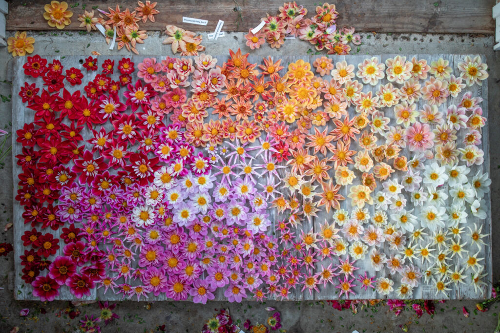 An Ode to Collarettes - Floret Flowers