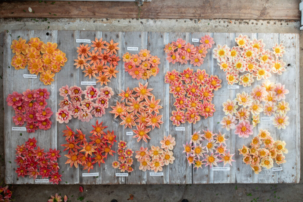 An Ode to Collarettes - Floret Flowers