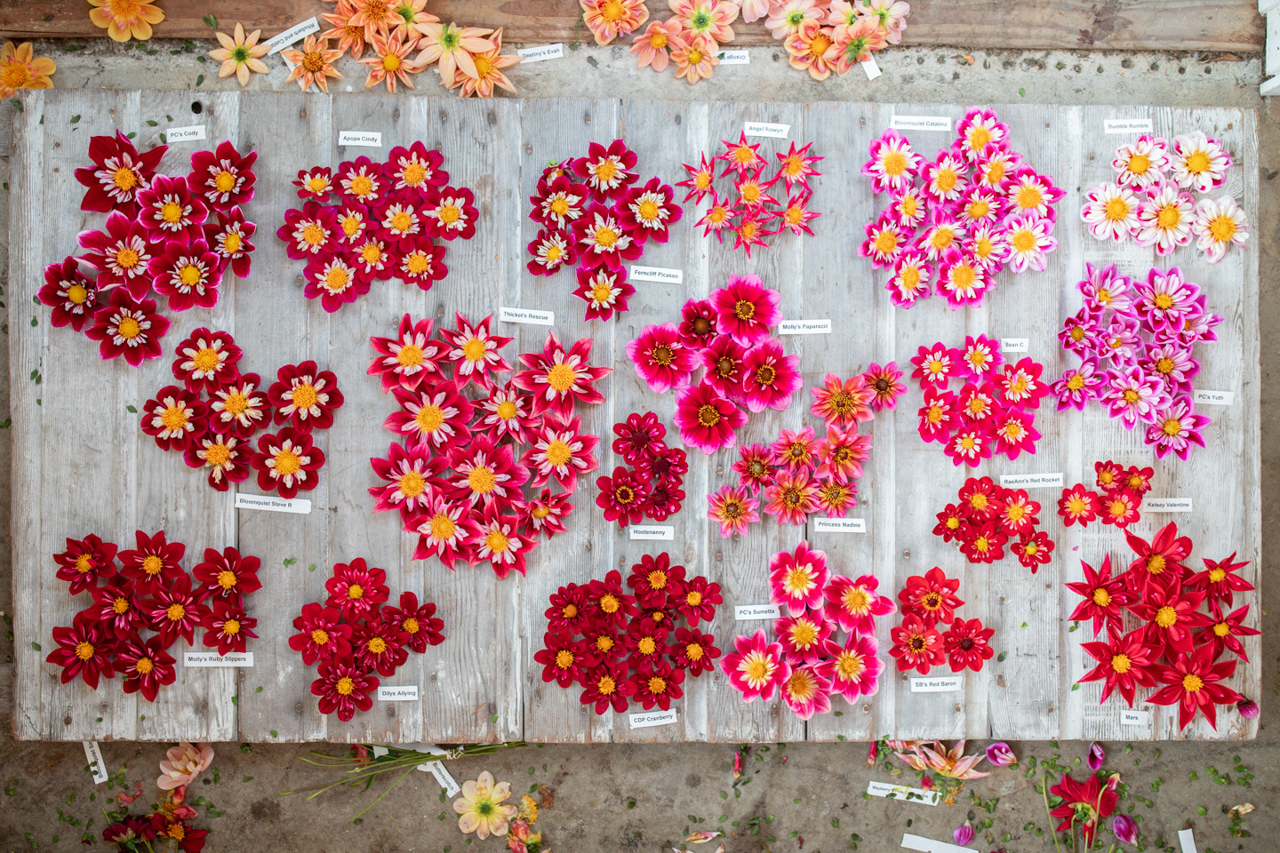 An Ode to Collarettes - Floret Flowers