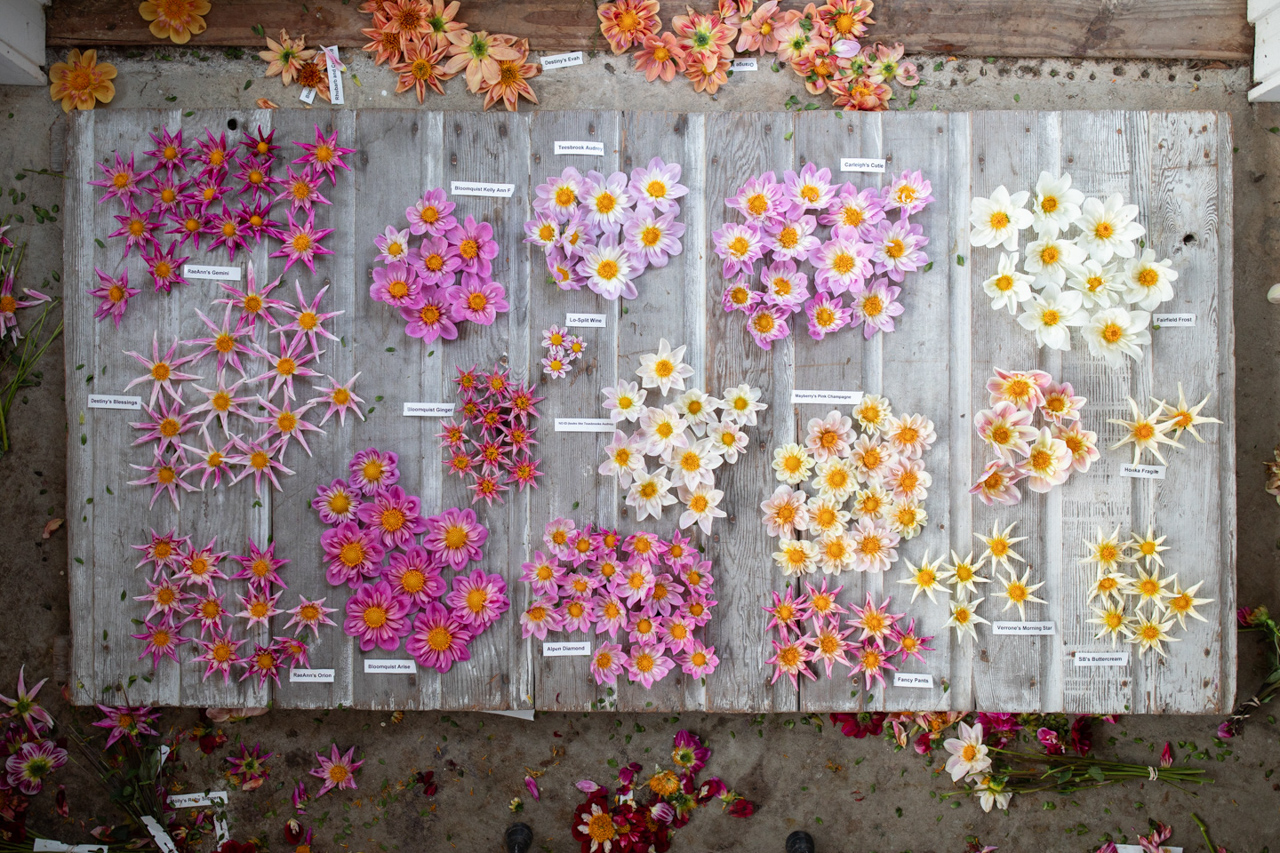 An Ode to Collarettes - Floret Flowers