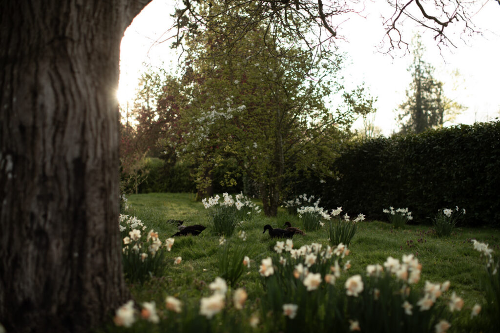 Daffodil Collection Update - Floret Flowers
