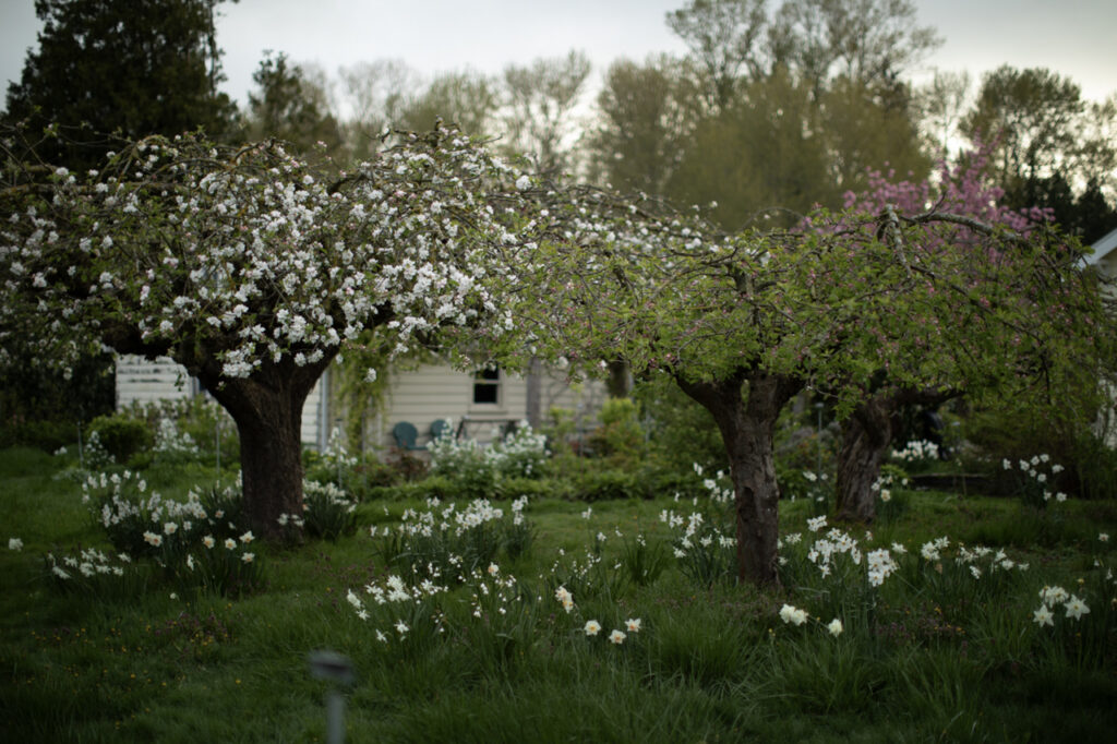 Daffodil Collection Update - Floret Flowers