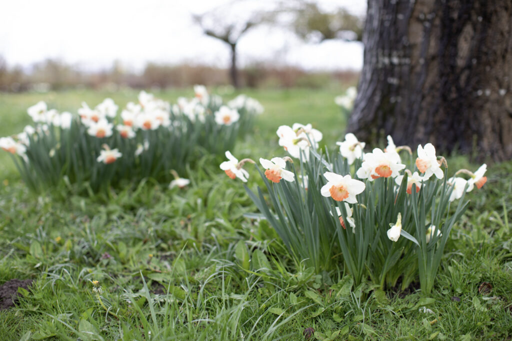 Daffodil Collection Update - Floret Flowers